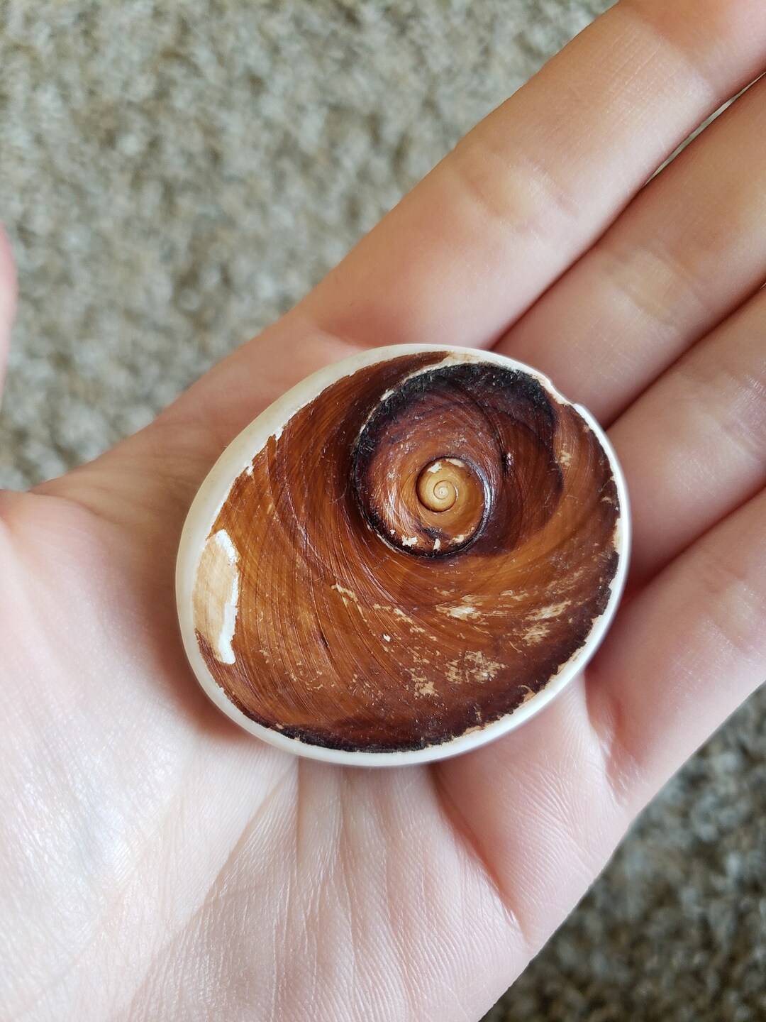 Shellstone Shellstone Crystal - Etsy