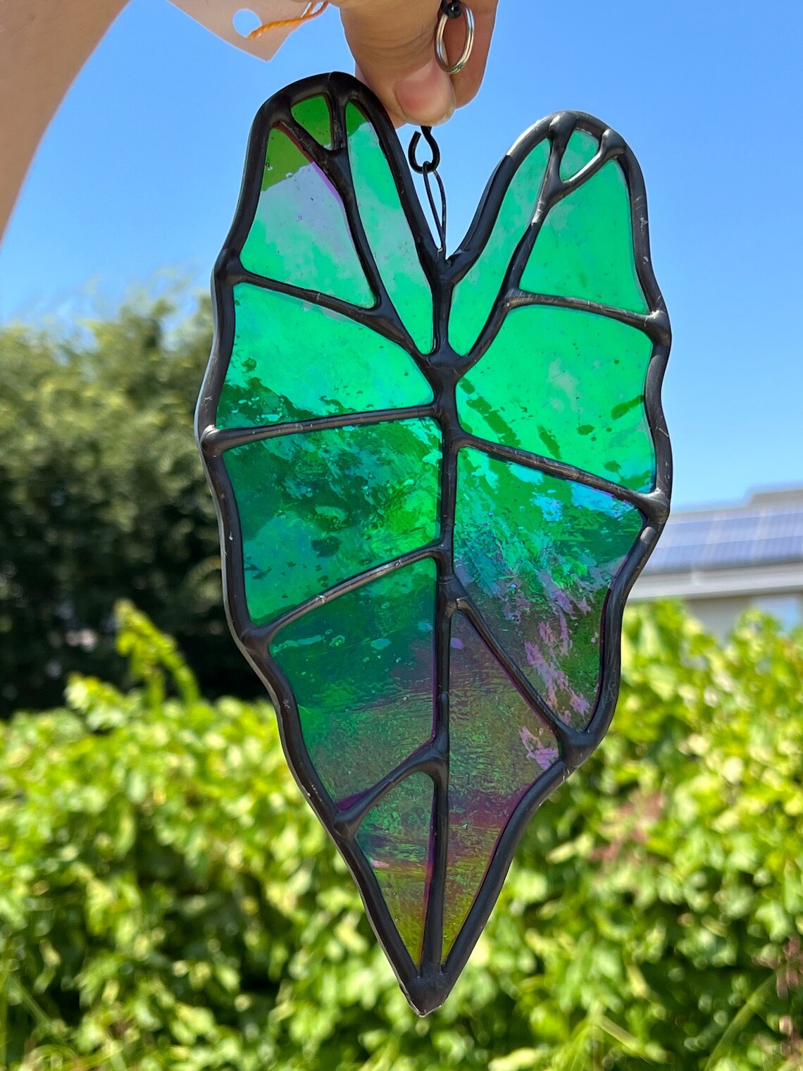 Alocasia Iridescent Stained Glass Leaf - Etsy