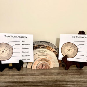 Tree Trunk Layers, Trunk Layers, Wood Trunk, Montessori Materials ...