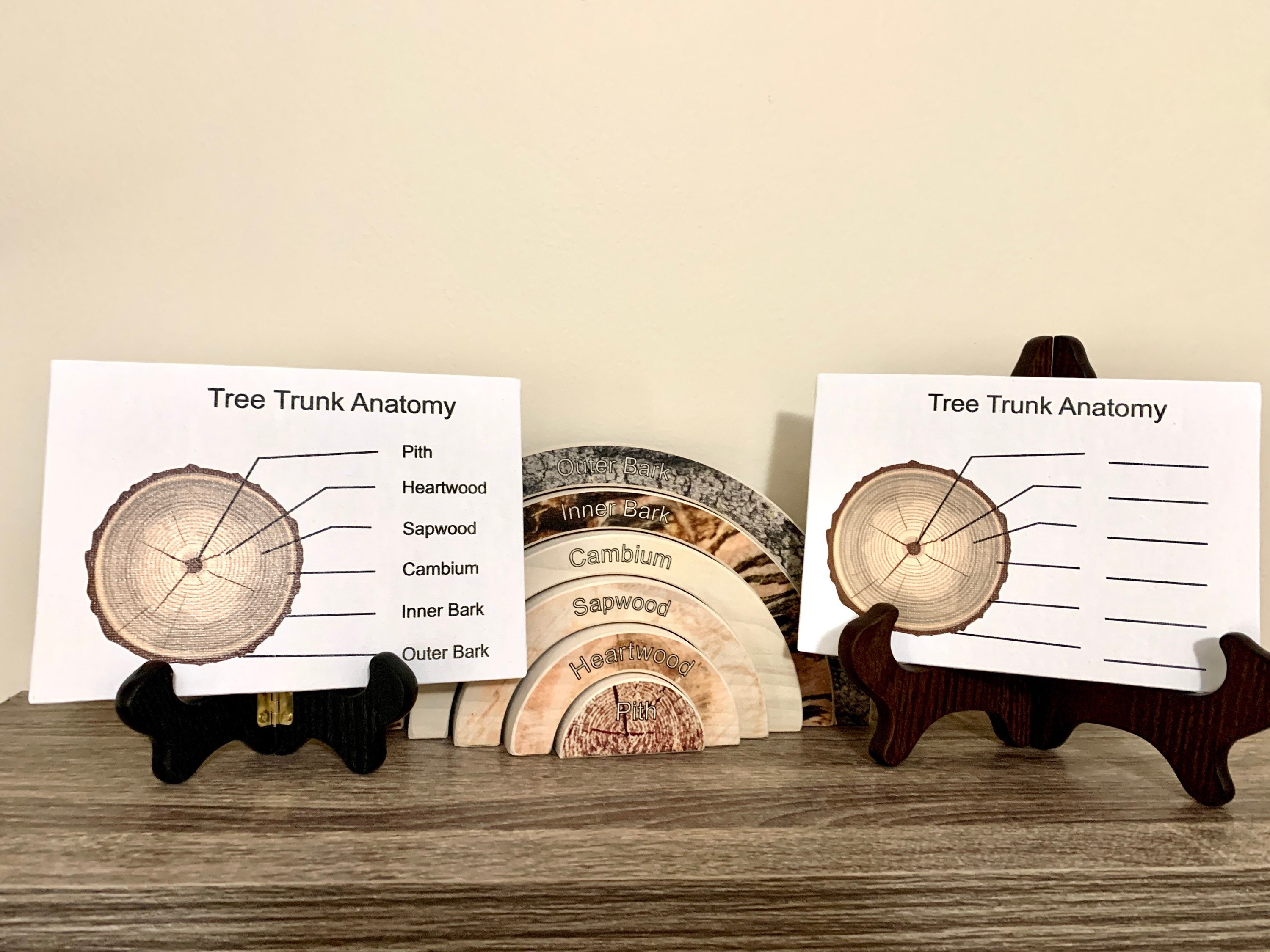 Tree Trunk Layers, Trunk Layers, Wood Trunk, Montessori Materials ...