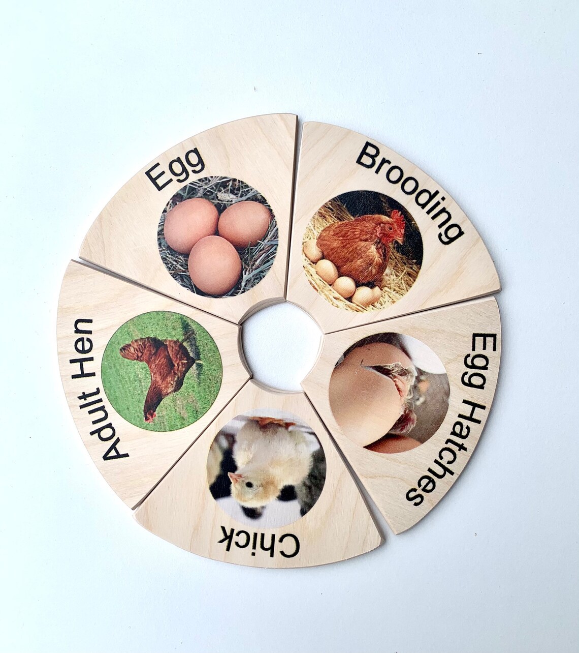 Chick Life Cycle Inserts, Life Cycle, Wooden Inserts, Montessori ...