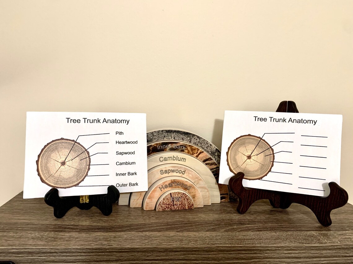 Tree Trunk Layers, Trunk Layers, Wood Trunk, Montessori Materials ...