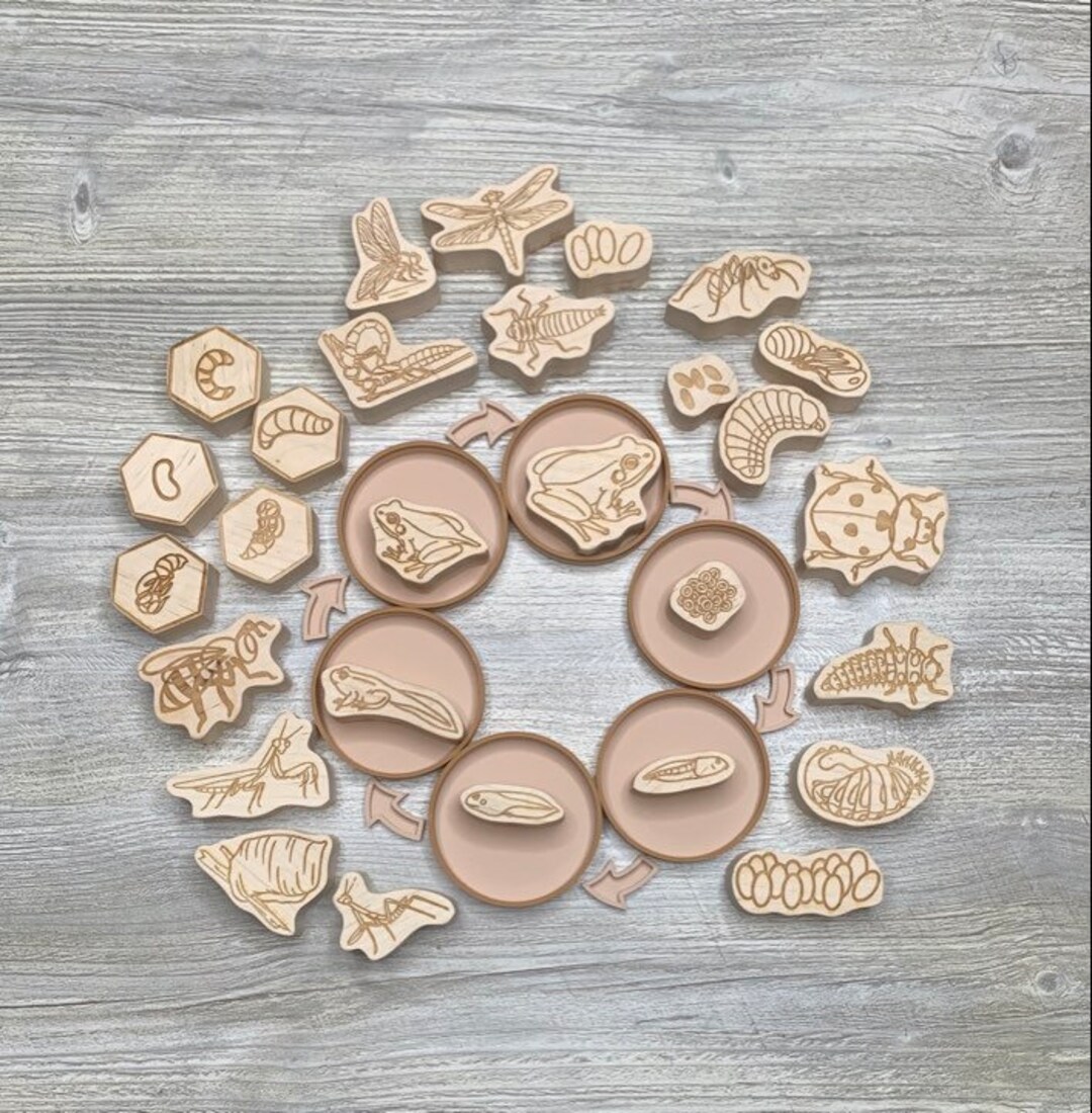 Wooden Insect Life Cycle Sets, Bug Lifecycle Sets, Wooden Bug ...