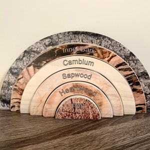 Tree Trunk Layers, Trunk Layers, Wood Trunk, Montessori Materials ...