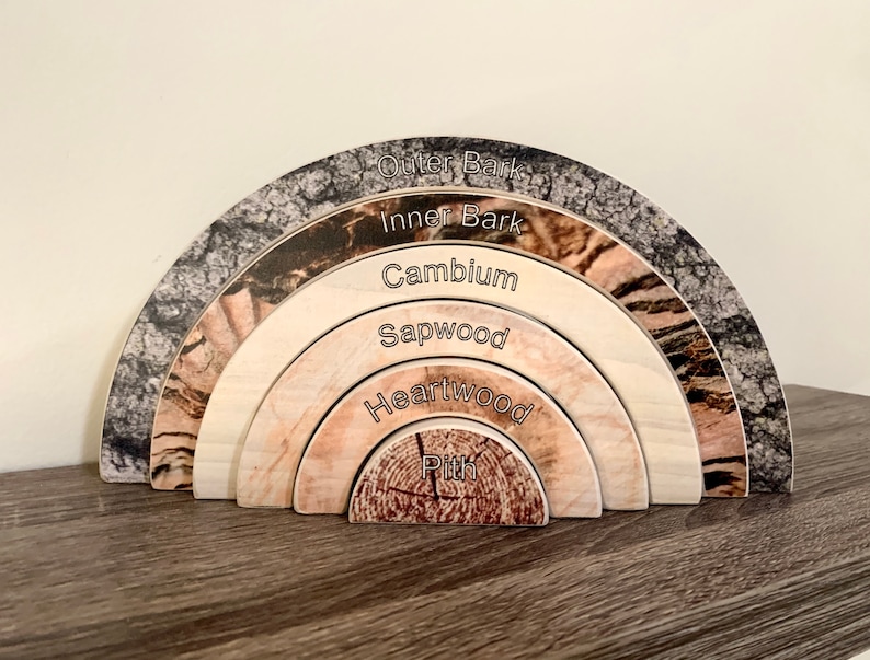 Tree Trunk Layers, Trunk Layers, Wood Trunk, Montessori Materials ...