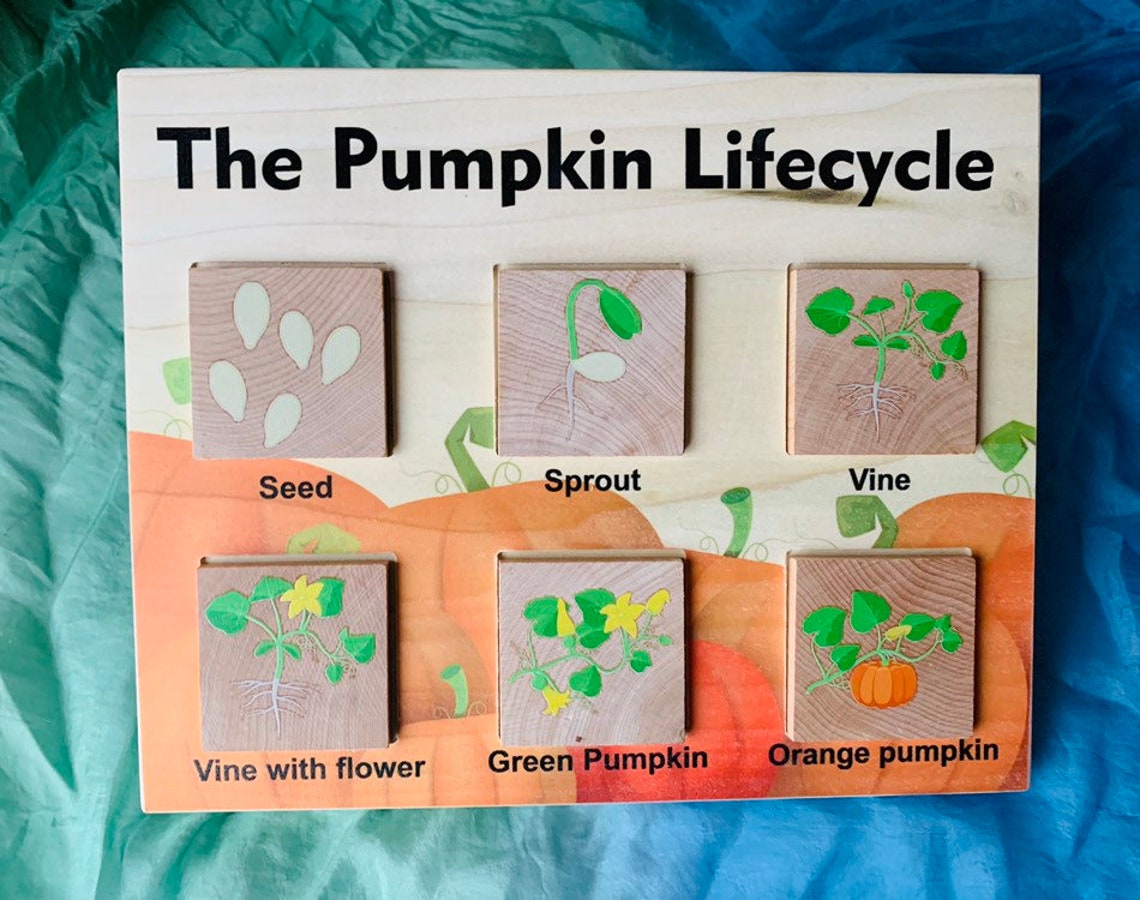 Life Cycle of a Pumpkin, Pumpkin Lifecycle, Pumpkin Patch, Plant Life ...