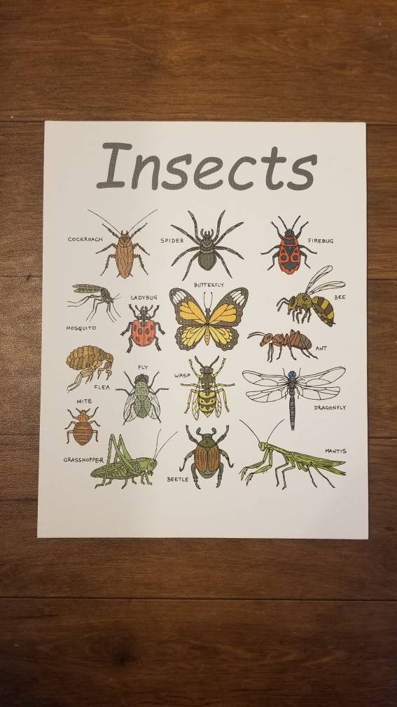 Home & Living Prints insect classroom Digital Print poster schoolroom ...
