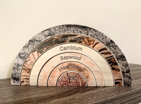 Toys & Games Toys trunk layers wood trunk wooden educational materials ...