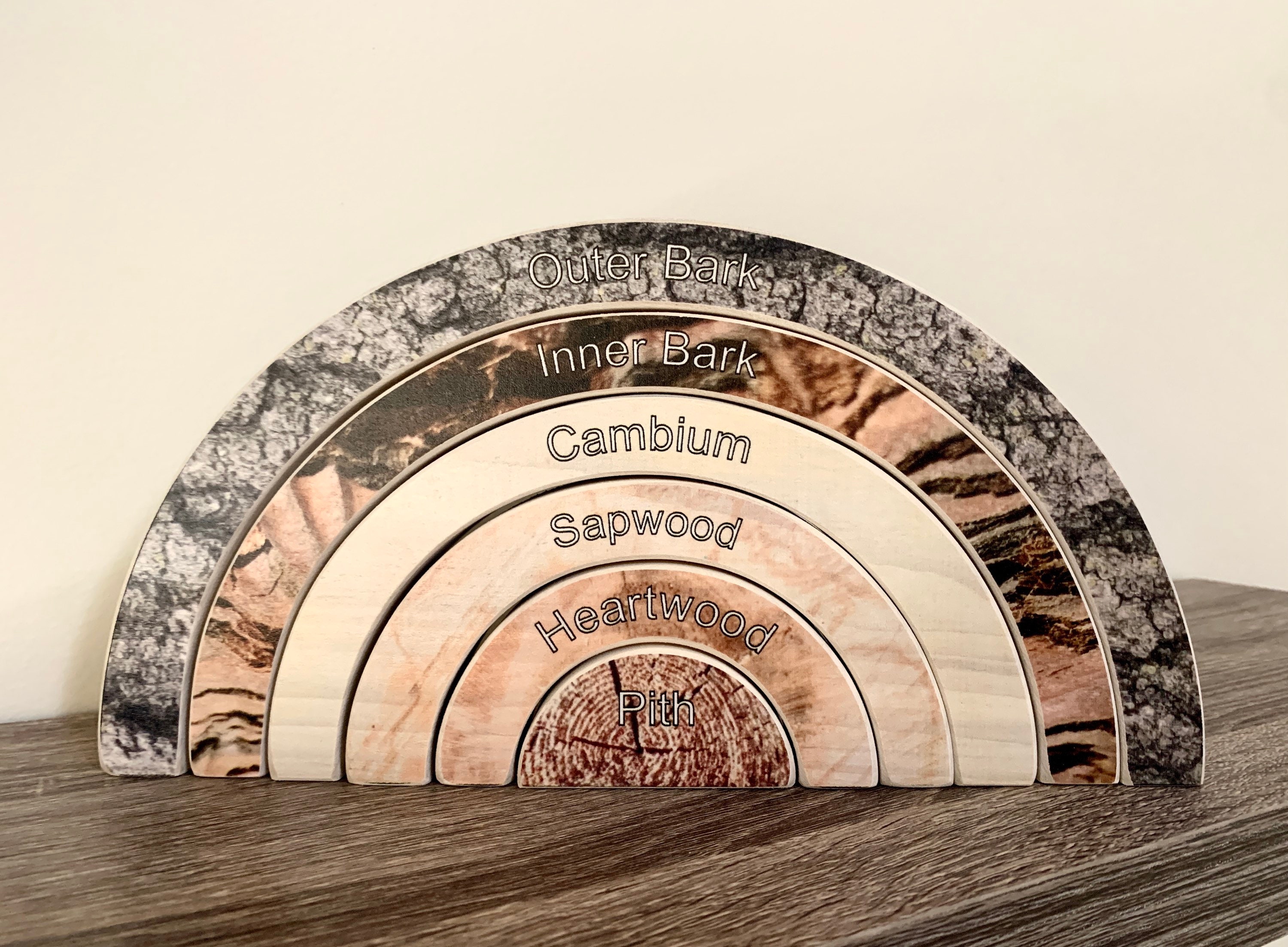 Tree Trunk Layers, Trunk Layers, Wood Trunk, Montessori Materials ...