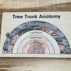 Anatomy of a Tree Trunk Puzzle, Montessori Wood Study, Homeschool ...
