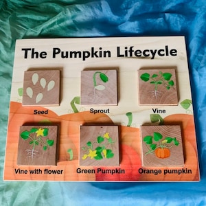 Life Cycle of a Pumpkin, Pumpkin Lifecycle, Pumpkin Patch, Plant Life ...