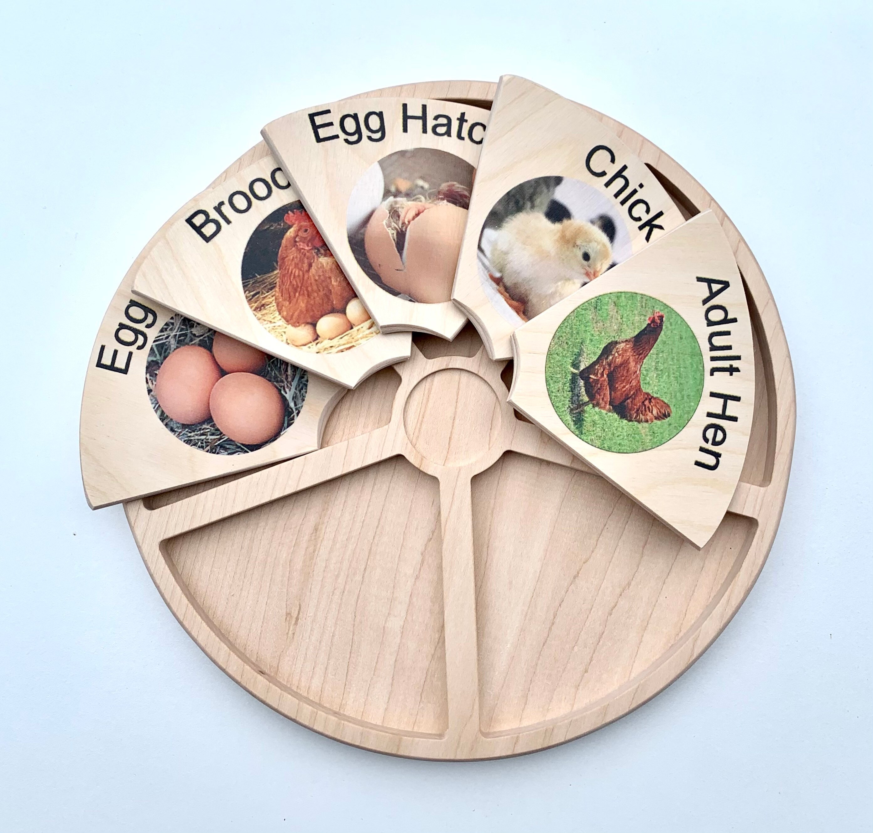 Chick Life Cycle Inserts, Life Cycle, Wooden Inserts, Montessori ...