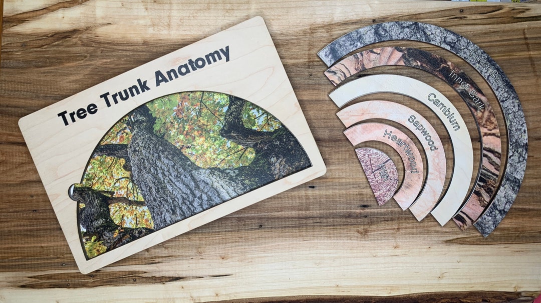 Anatomy of a Tree Trunk Puzzle, Montessori Wood Study, Homeschool ...