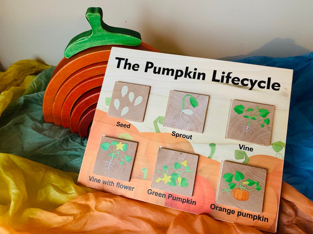 Life Cycle of a Pumpkin, Pumpkin Lifecycle, Pumpkin Patch, Plant Life ...
