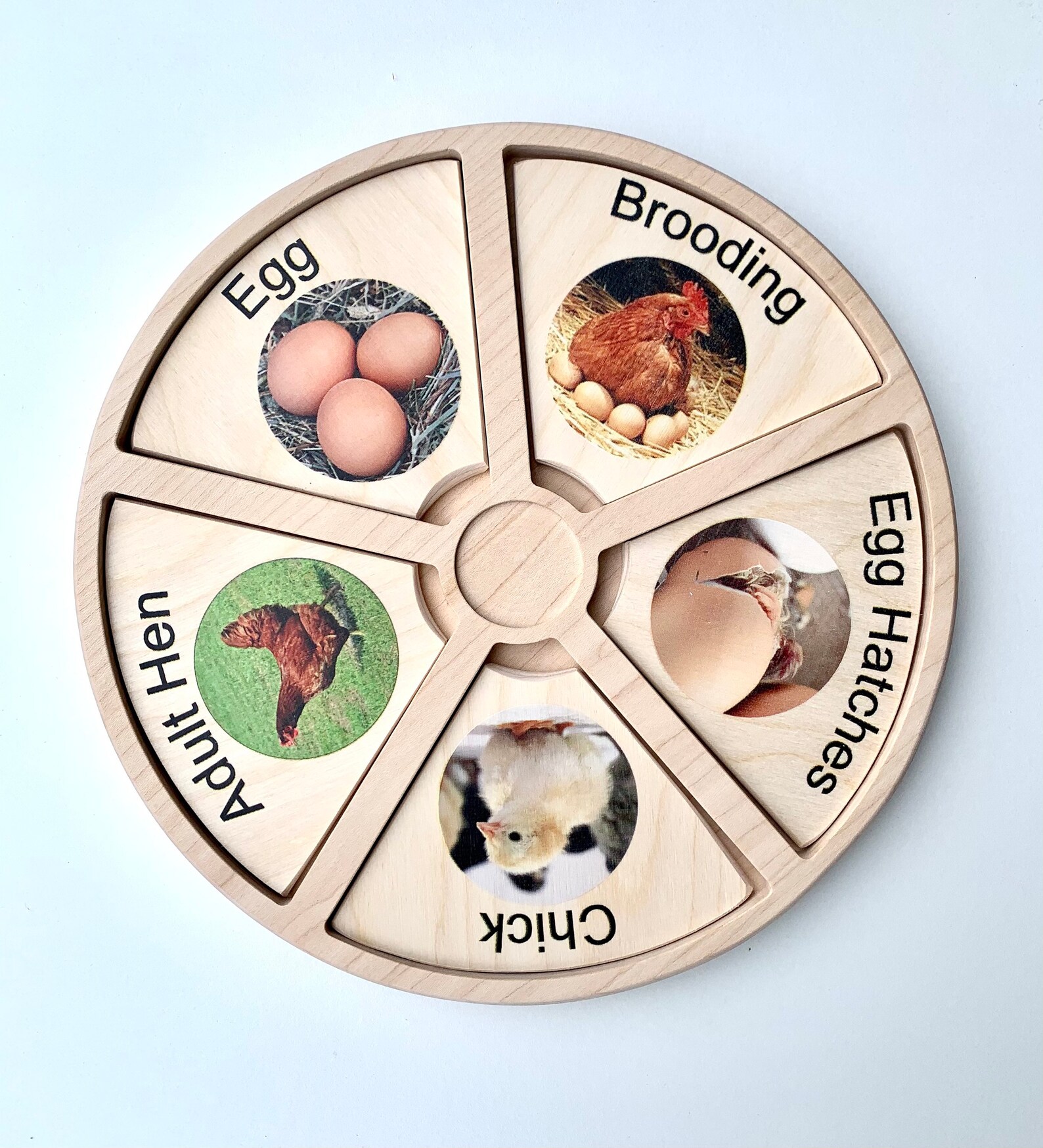 Chick Life Cycle Inserts, Life Cycle, Wooden Inserts, Montessori ...