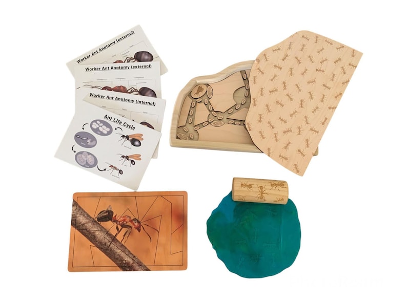 Interactive Ant Learning Unit Learn About Ants Ant Colony - Etsy