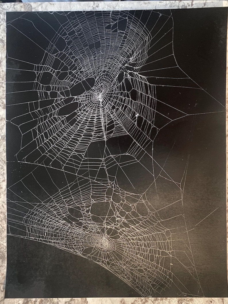 SILVER SPIDER WEB 11 X 8.5 Elegant Orb Weaver Webs Preserved on Black ...