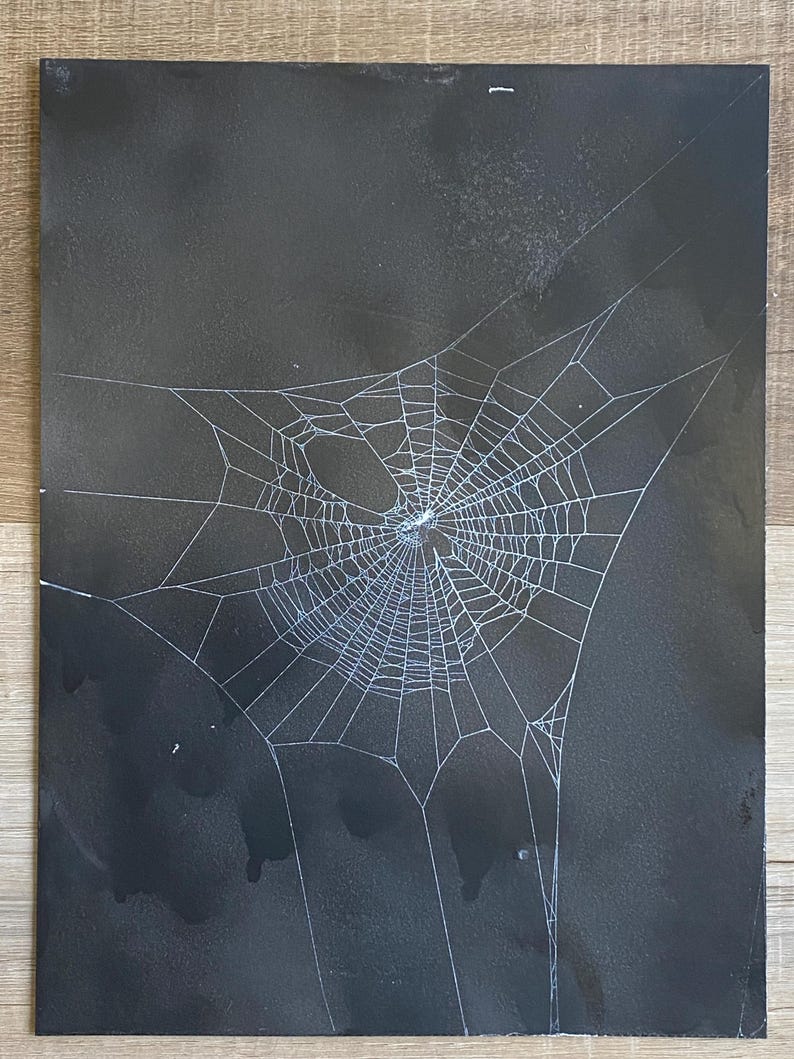 ORB WEAVER SPIDER - 12 X 9 Large Preserved Spider Web for Craft or ...