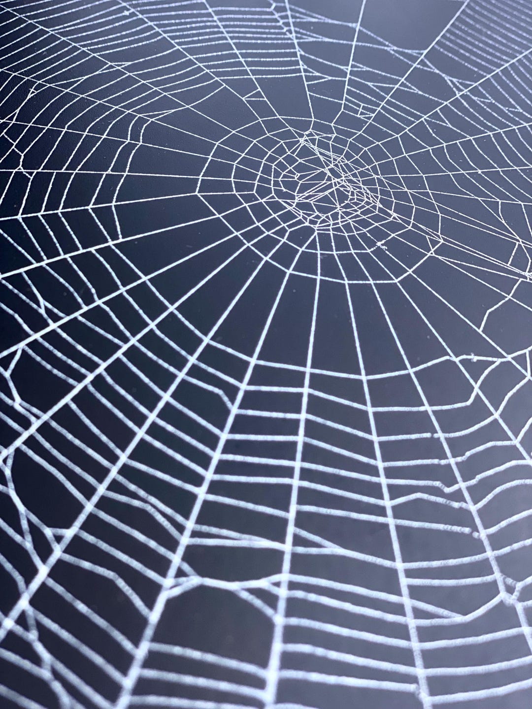 AUTHENTIC Orb Weaver Spider Web - Preserved Spider Web for Craft or ...