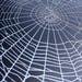 AUTHENTIC Orb Weaver Spider Web - Preserved Spider Web for Craft or ...