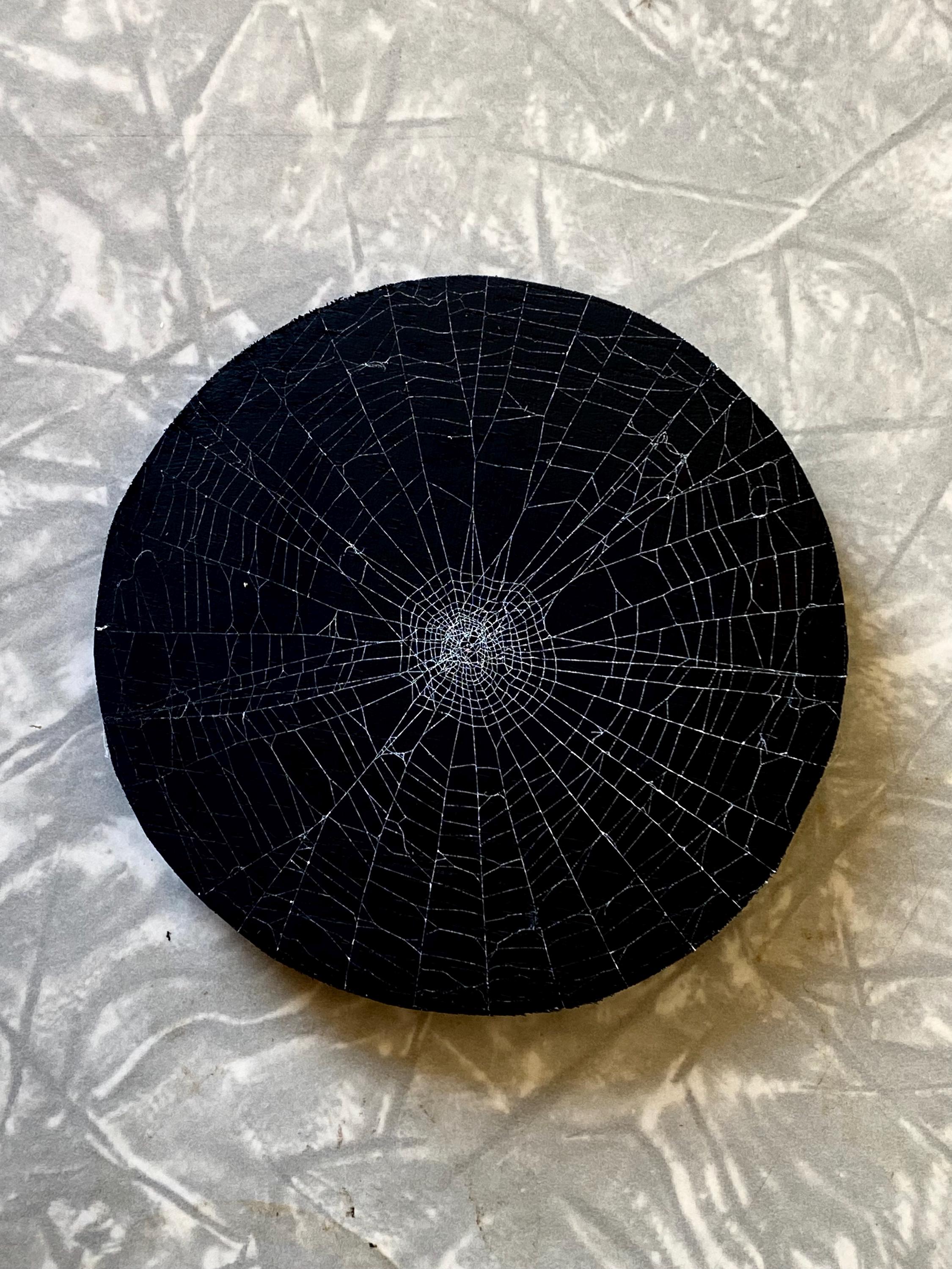 ORB WEAVER WEB - Preserved Hand Mounted Spider Web on Hardwood Panel ...