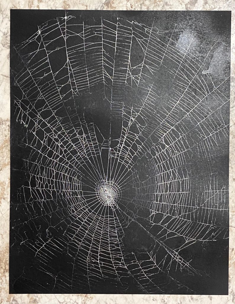 SPIDER WEBS - 11 X 8.5 Preserved Orb Weaver Spider Web for Craft or ...