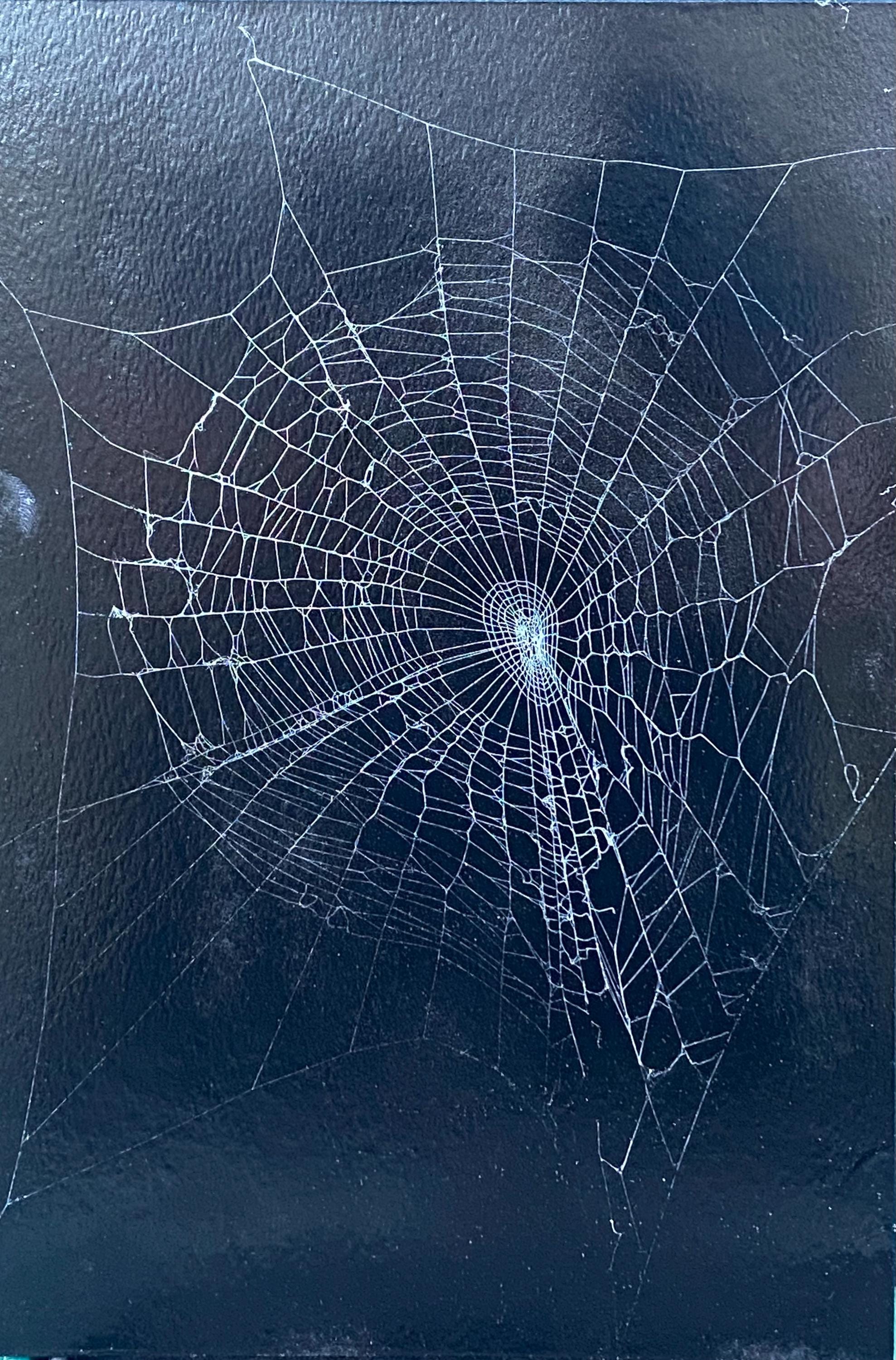 AUTHENTIC Orb Weaver Spider Web - Preserved Spider Web for Craft or ...