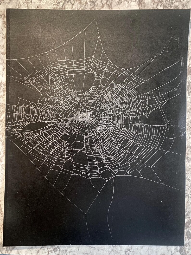 SILVER SPIDER WEB 11 X 8.5 Elegant Orb Weaver Webs Preserved on Black ...