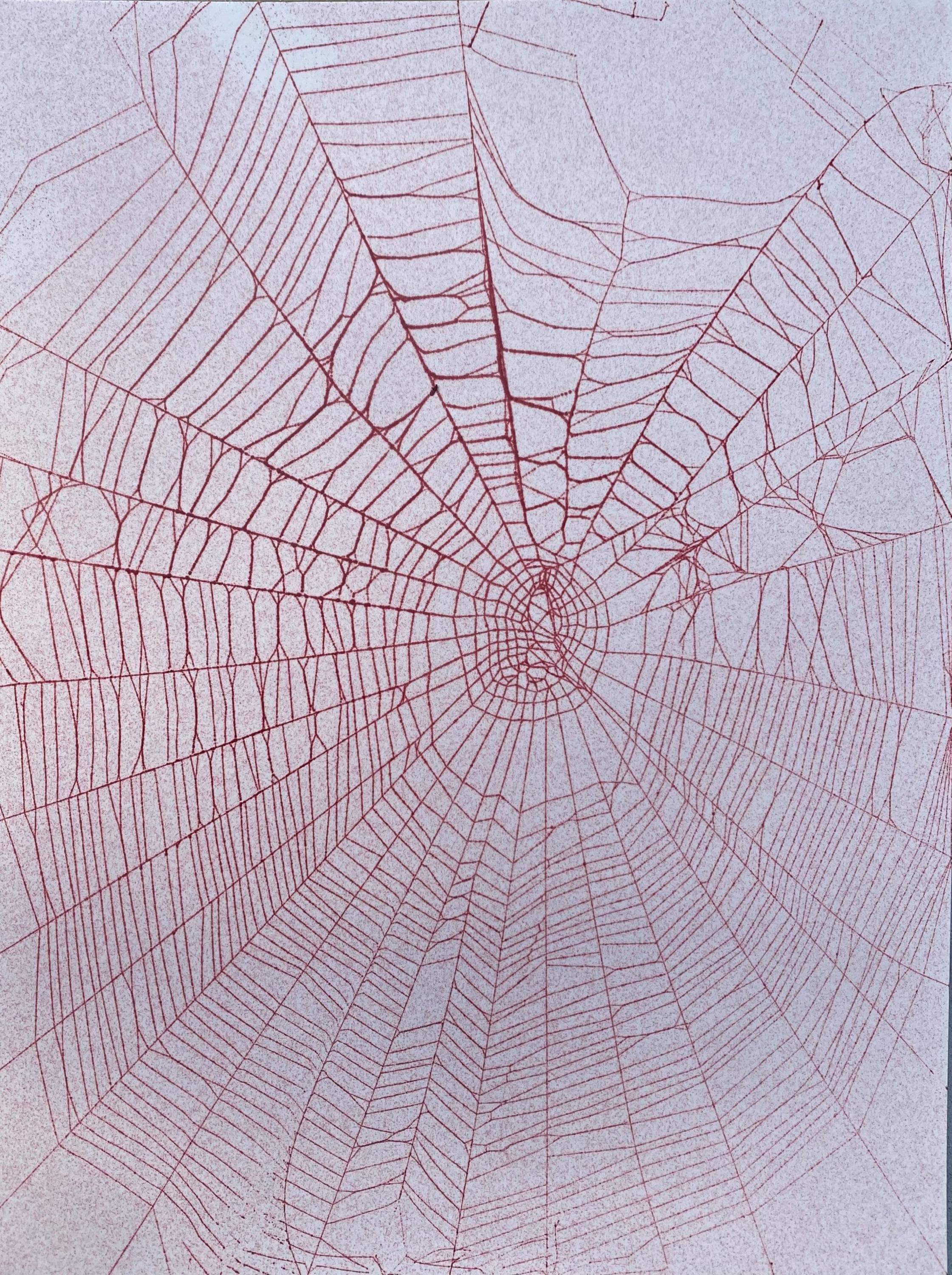 AUTHENTIC Orb Weaver Spider Web - 12 X 9 Preserved Spider Web for Craft ...