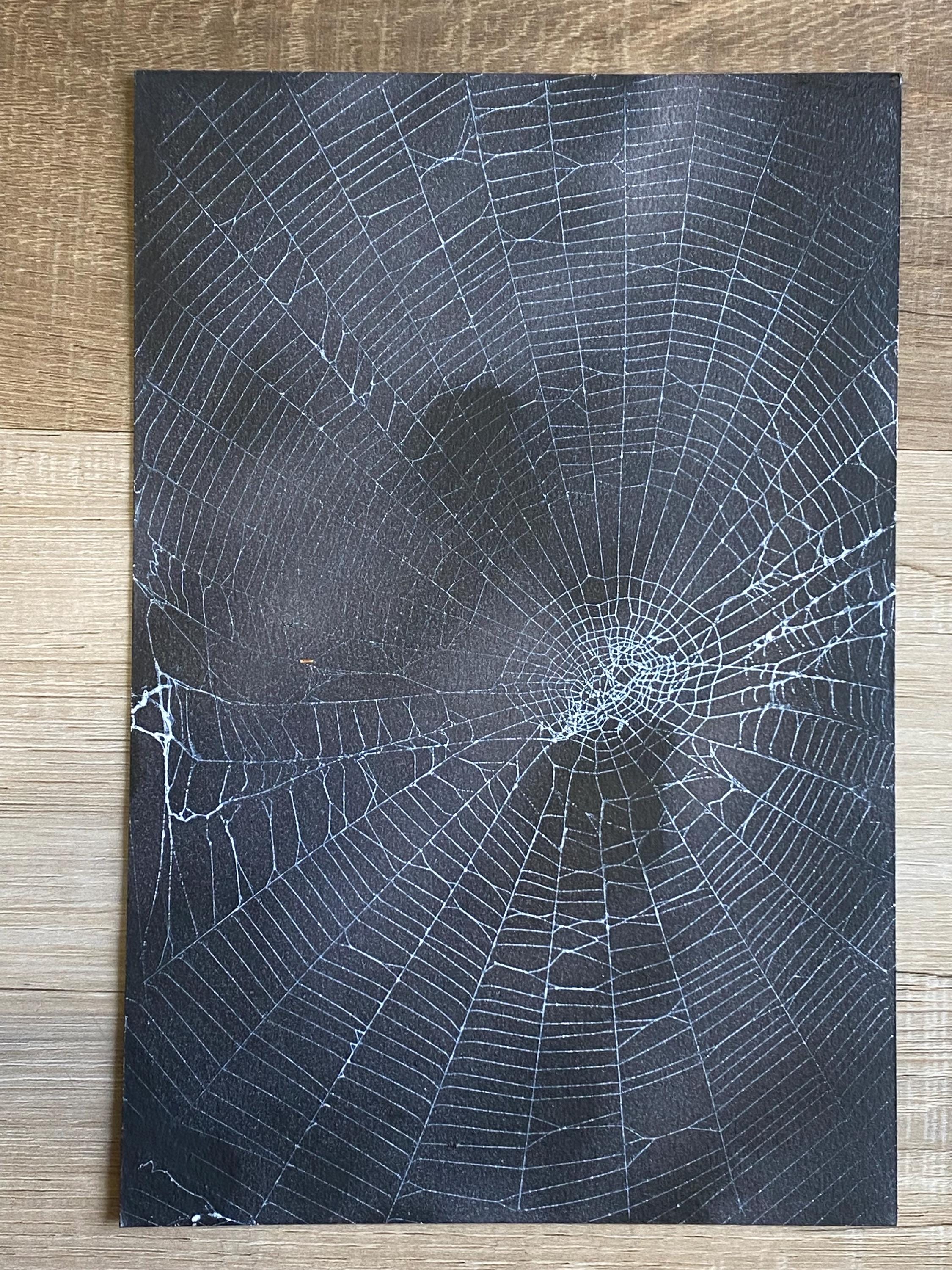 AUTHENTIC Orb Weaver Spider Web - 9 X 6 Preserved Spider Web for Craft ...