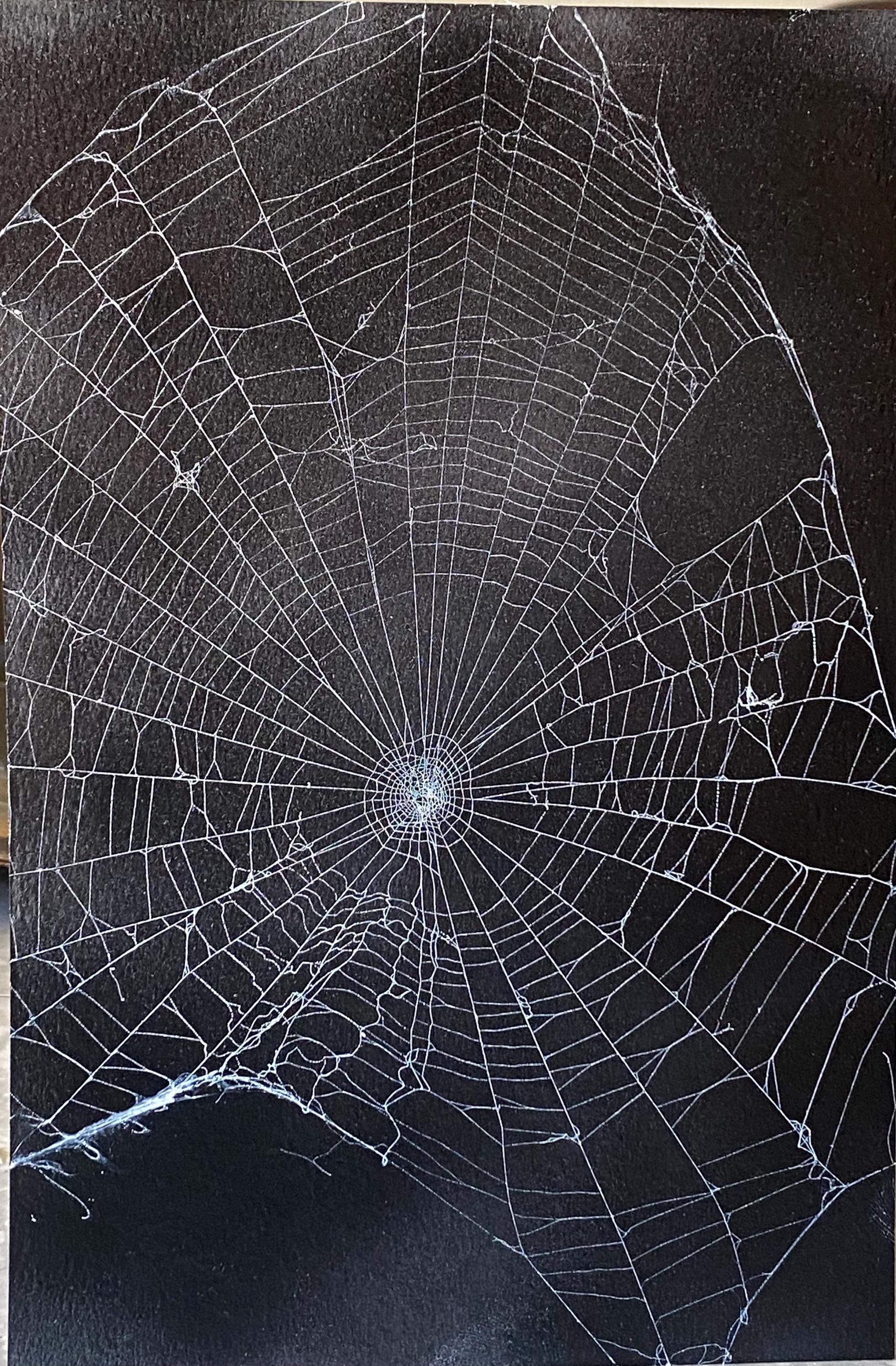 AUTHENTIC Orb Weaver Spider Web - Preserved Spider Web for Craft or ...