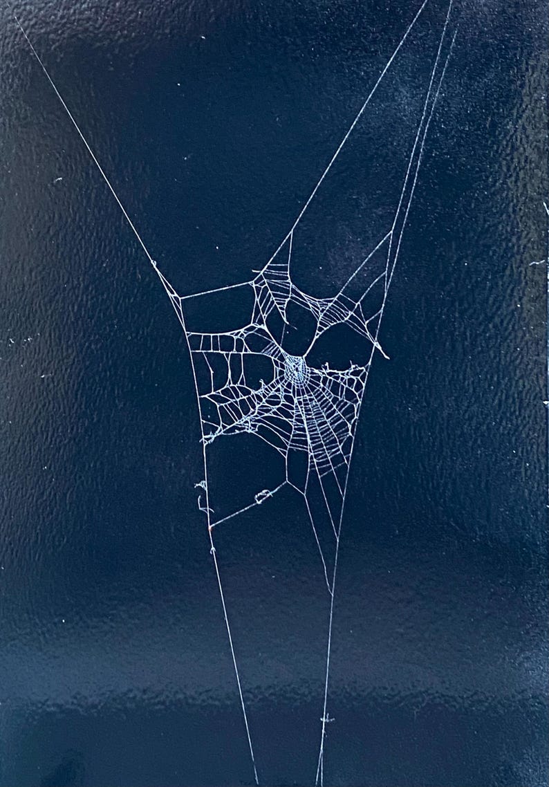 AUTHENTIC Orb Weaver Spider Web - Preserved Spider Web for Craft or ...