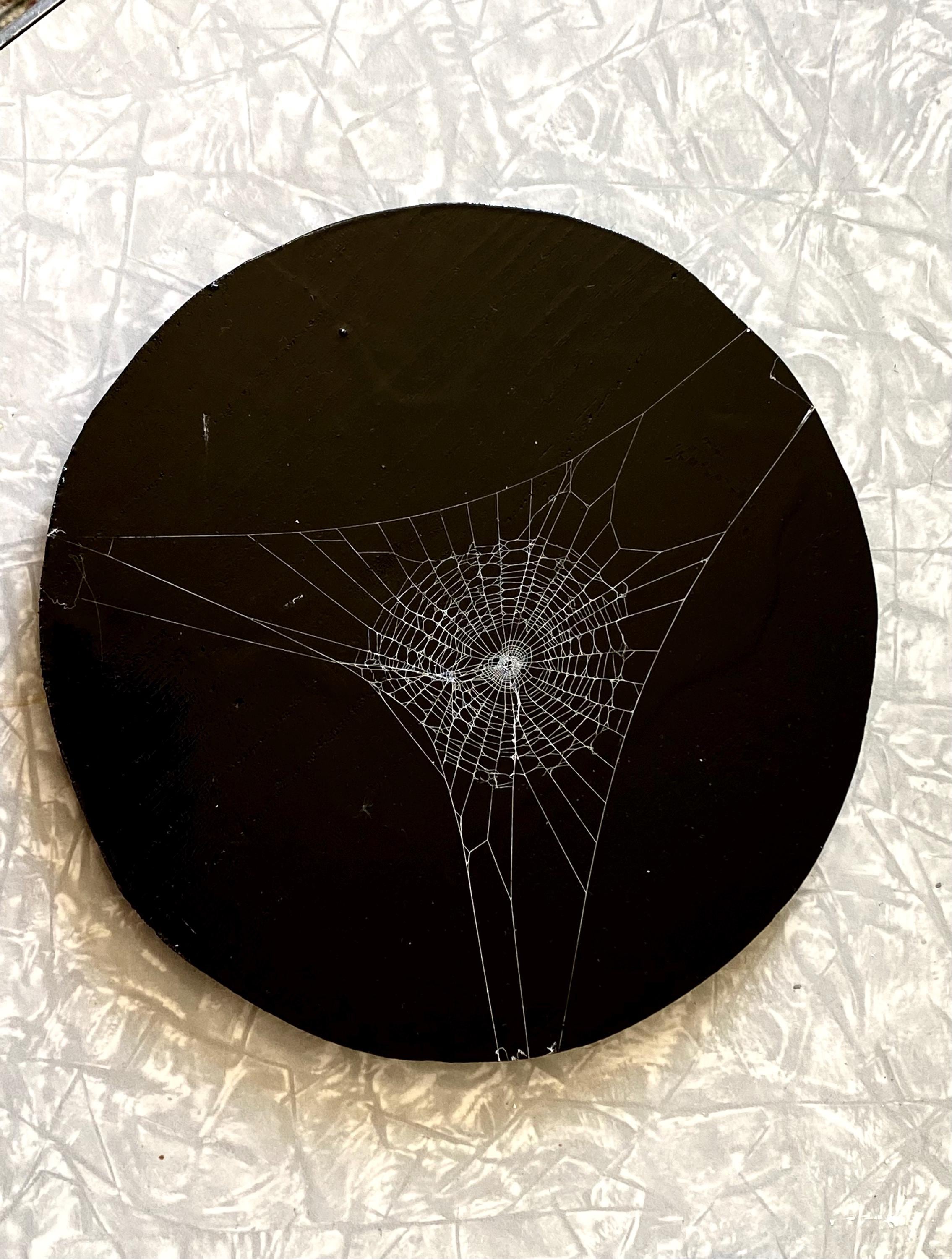 ORB WEAVER WEB - Preserved Hand Mounted Spider Web on Hardwood Panel ...