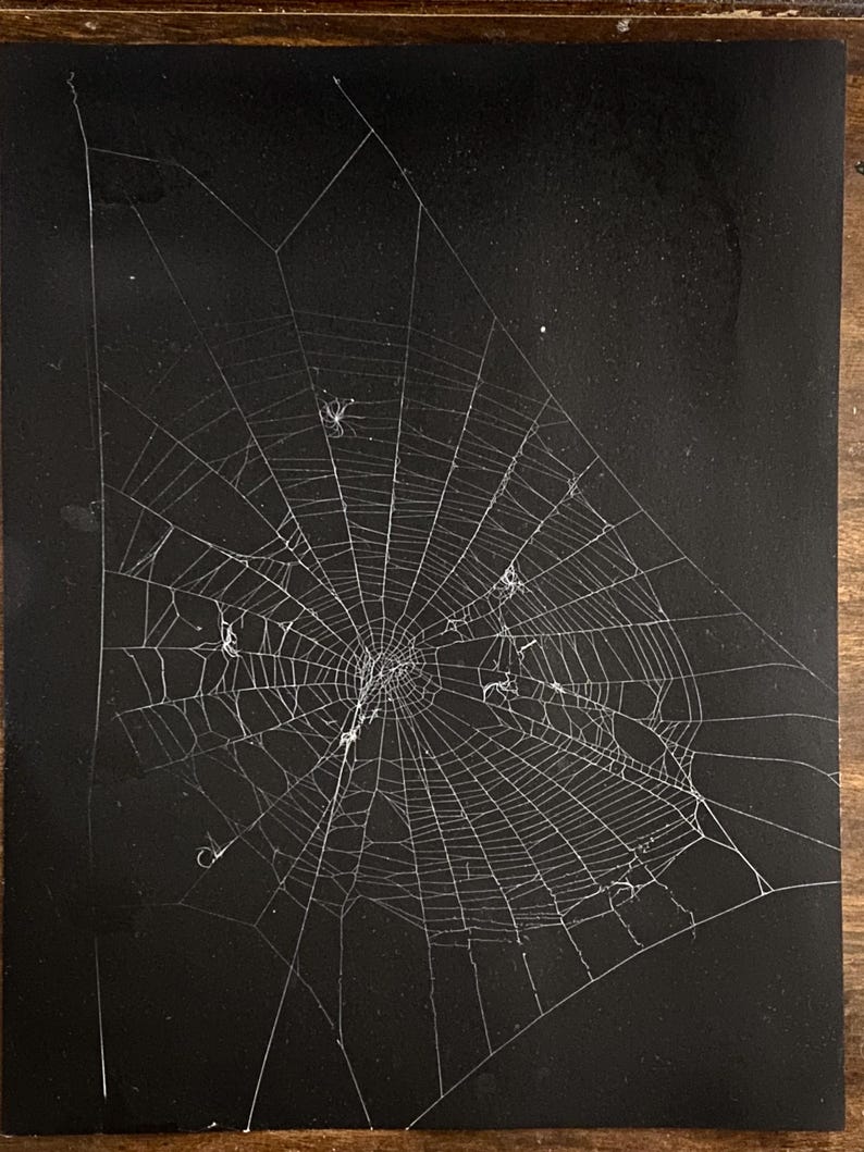ORB WEAVER SPIDER - 11 X 8.5 Large Preserved Spider Web for Craft or ...
