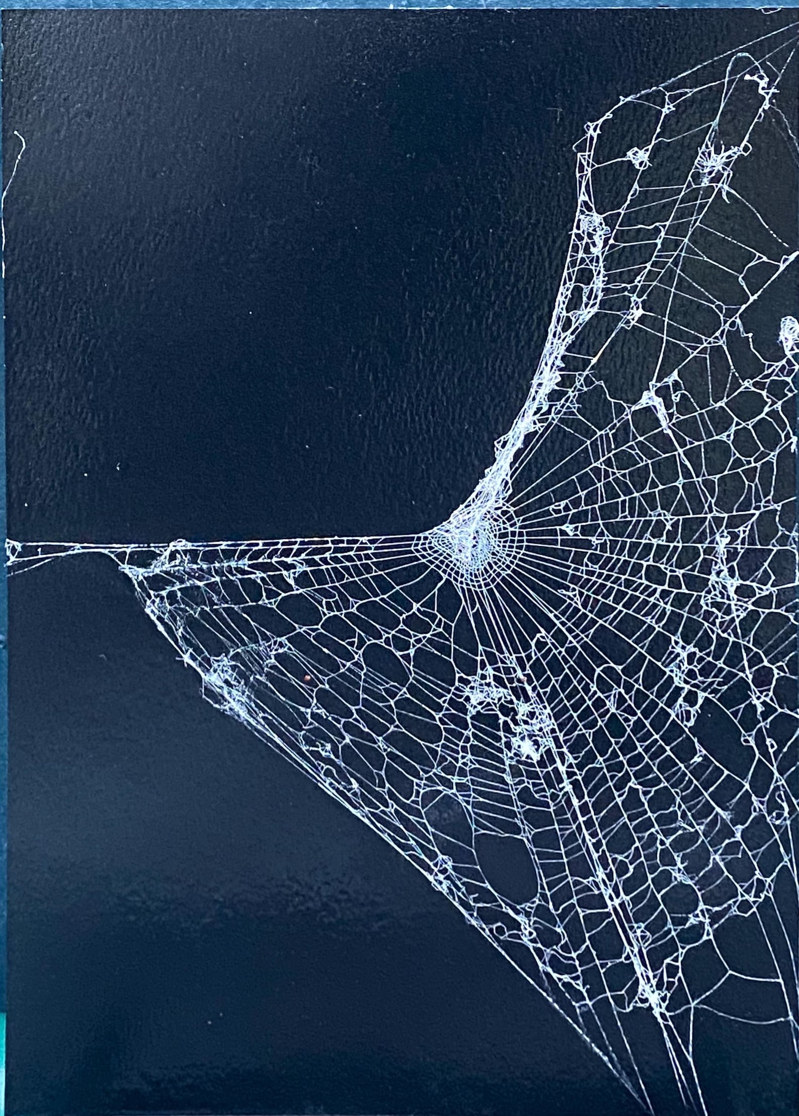 AUTHENTIC Orb Weaver Spider Web - Preserved Spider Web for Craft or ...