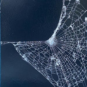 AUTHENTIC Orb Weaver Spider Web - Preserved Spider Web for Craft or ...