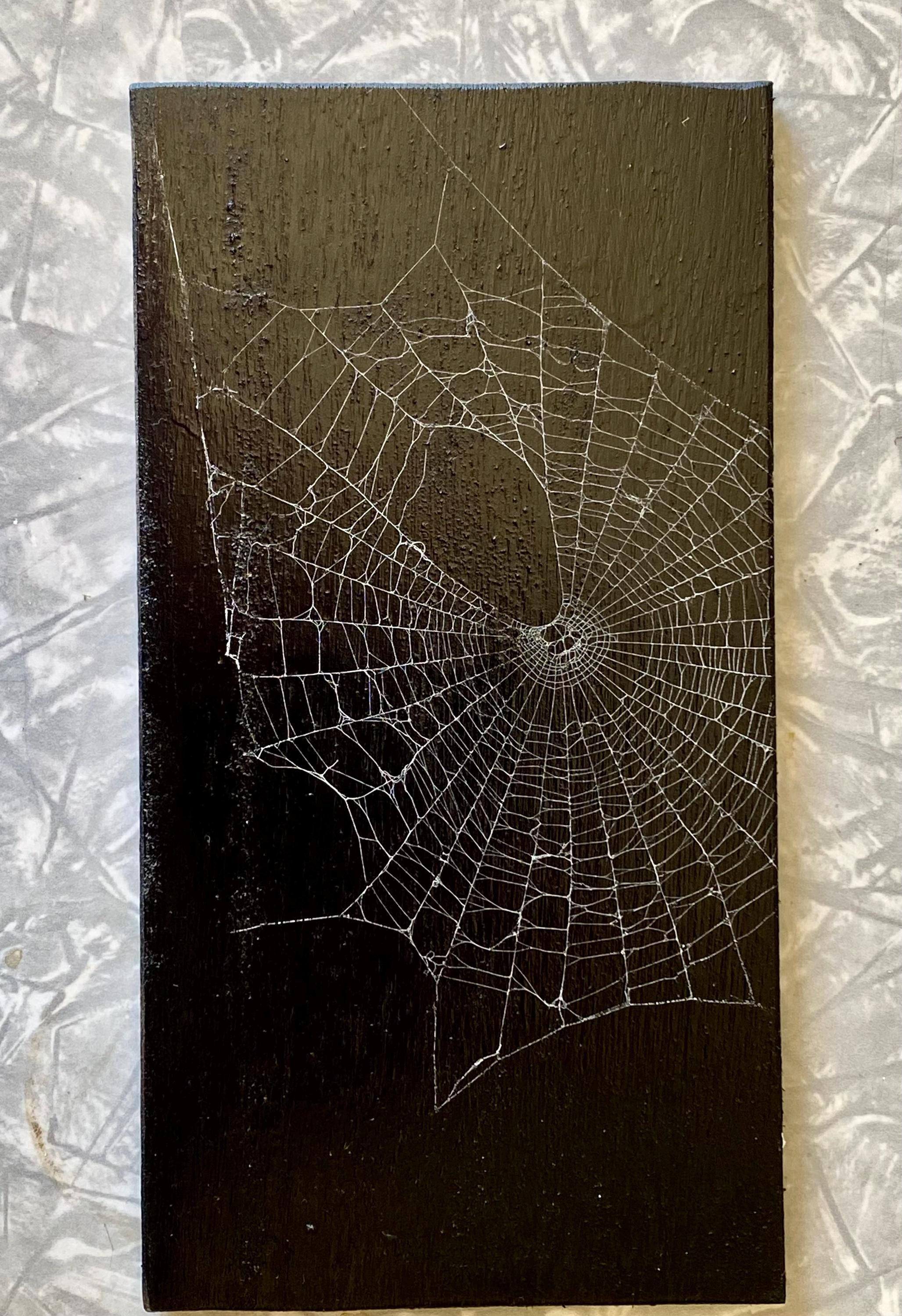 ORB WEAVER WEB - Preserved Hand Mounted Spider Web on Hardwood Panel ...
