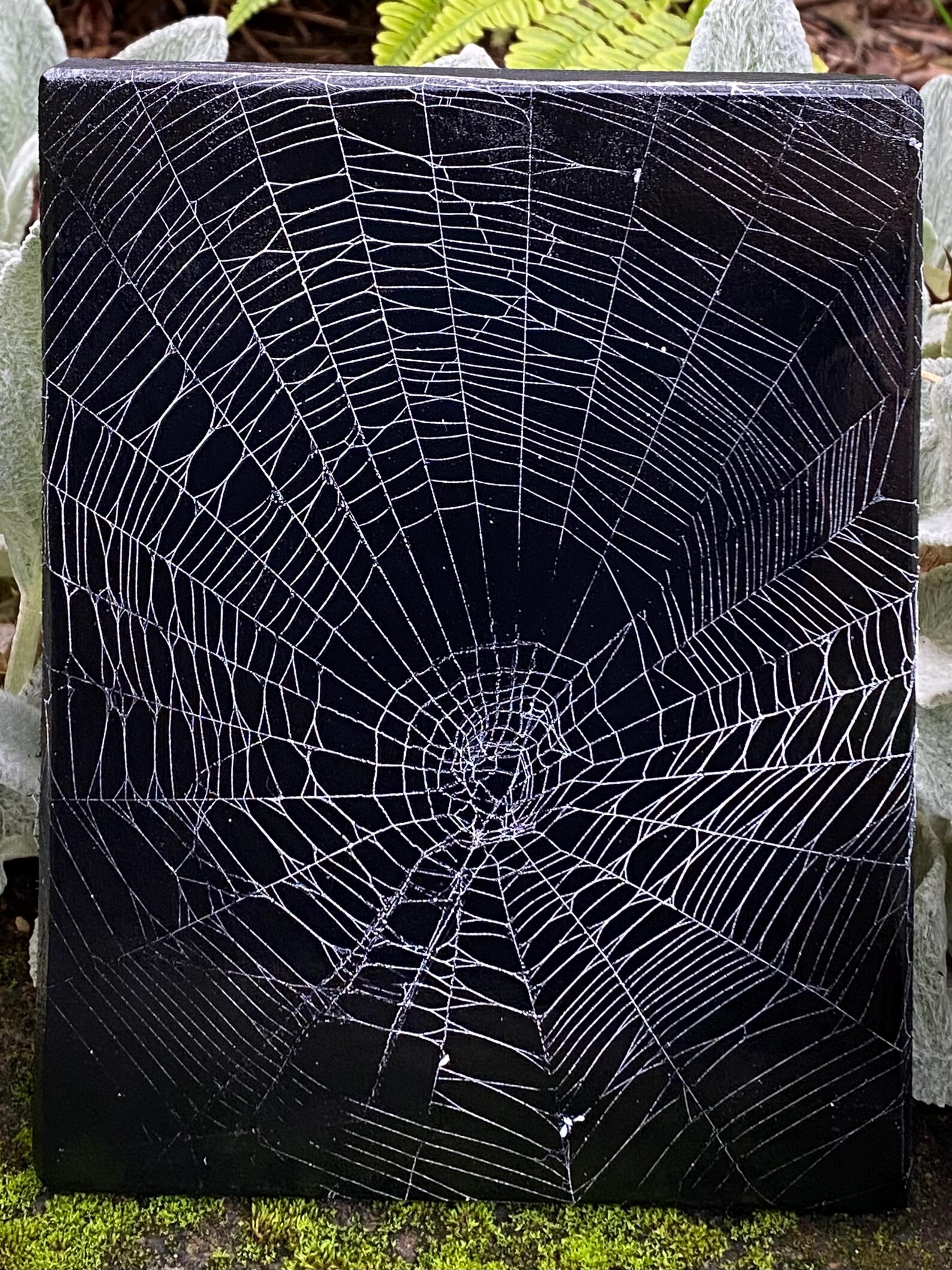 ORB WEAVER WEB Preserved Hand Mounted Spider Web on Hardwood Panel for ...