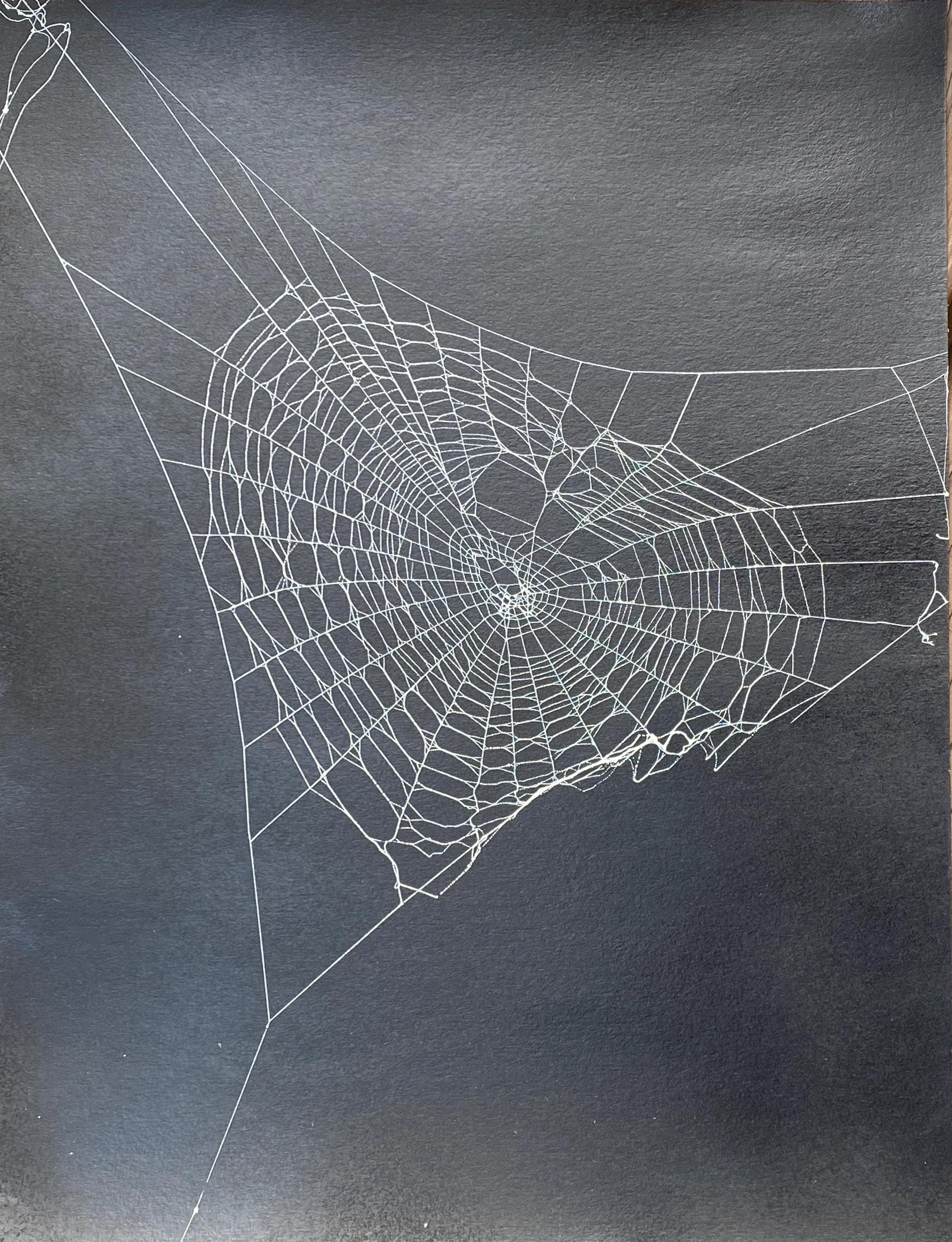ORB WEAVER SPIDER - 11 X 8.5 Large Preserved Spider Web for Craft or ...