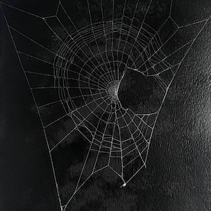 AUTHENTIC Orb Weaver Spider Web - Preserved Spider Web for Craft or ...