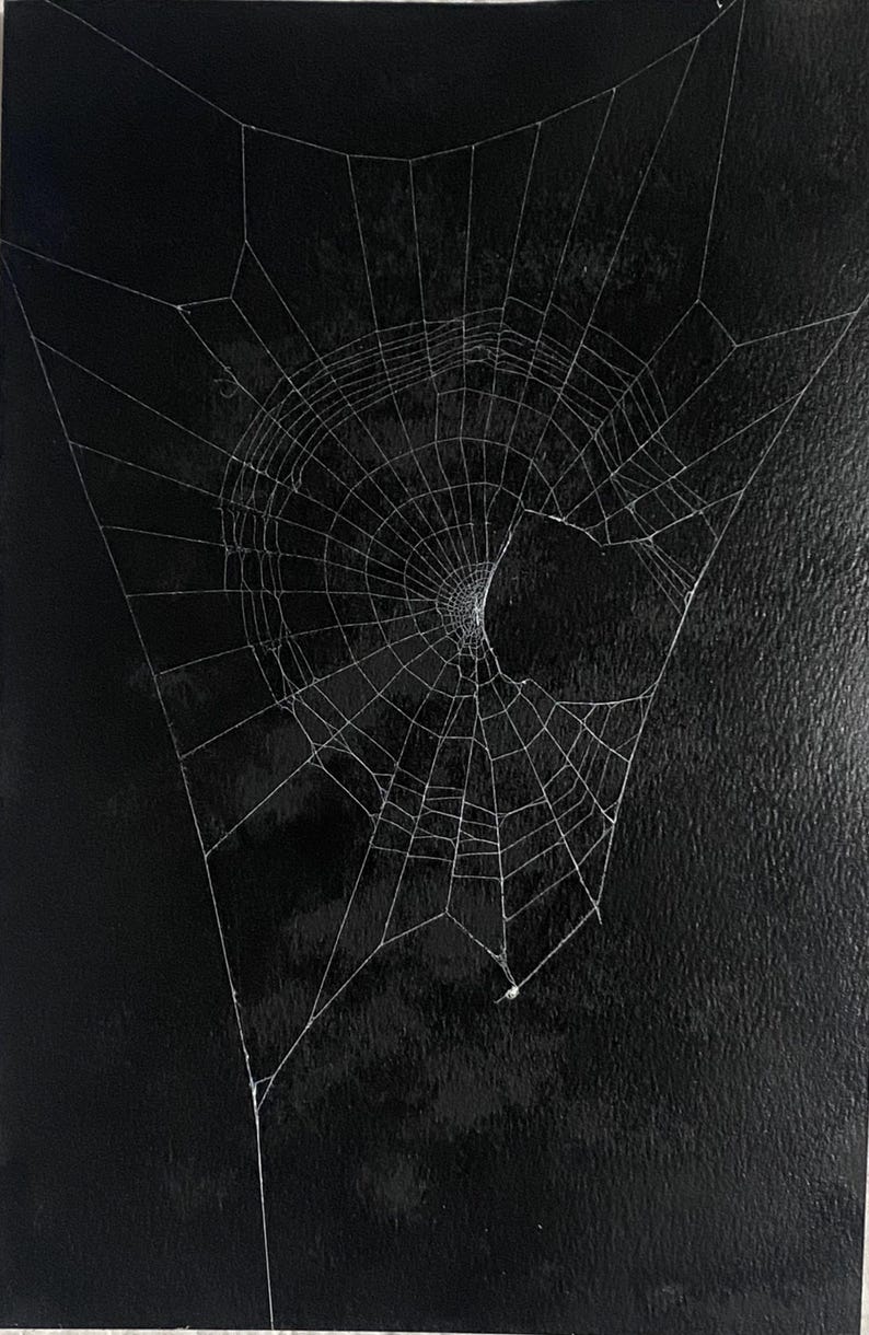 AUTHENTIC Orb Weaver Spider Web - Preserved Spider Web for Craft or ...