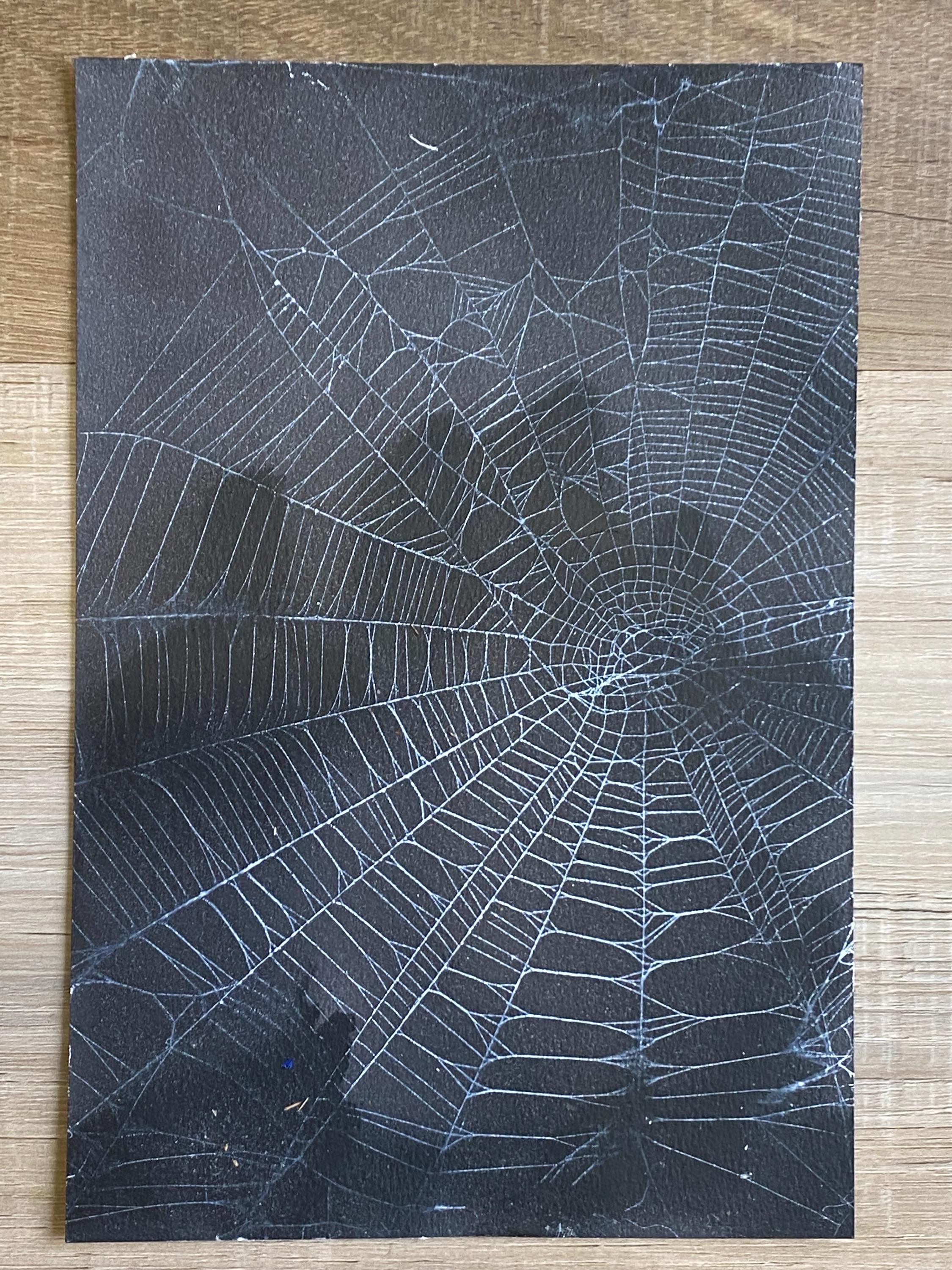 AUTHENTIC Orb Weaver Spider Web - 9 X 6 Preserved Spider Web for Craft ...