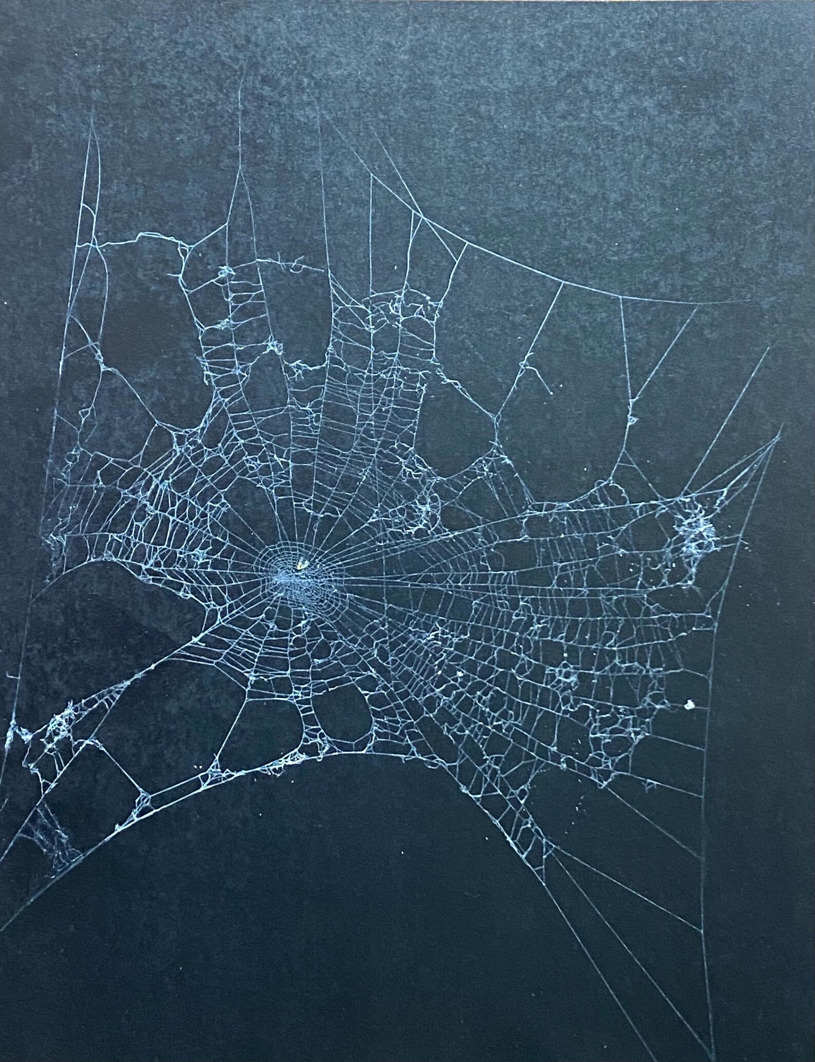 ORB WEAVER SPIDER - 11 X 8.5 Large Preserved Spider Web for Craft or ...
