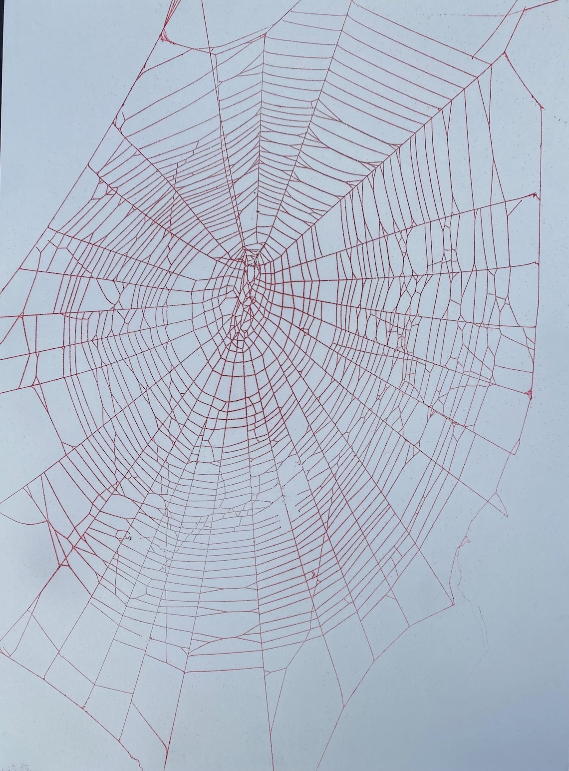 AUTHENTIC Orb Weaver Spider Web - 12 X 9 Preserved Spider Web for Craft ...