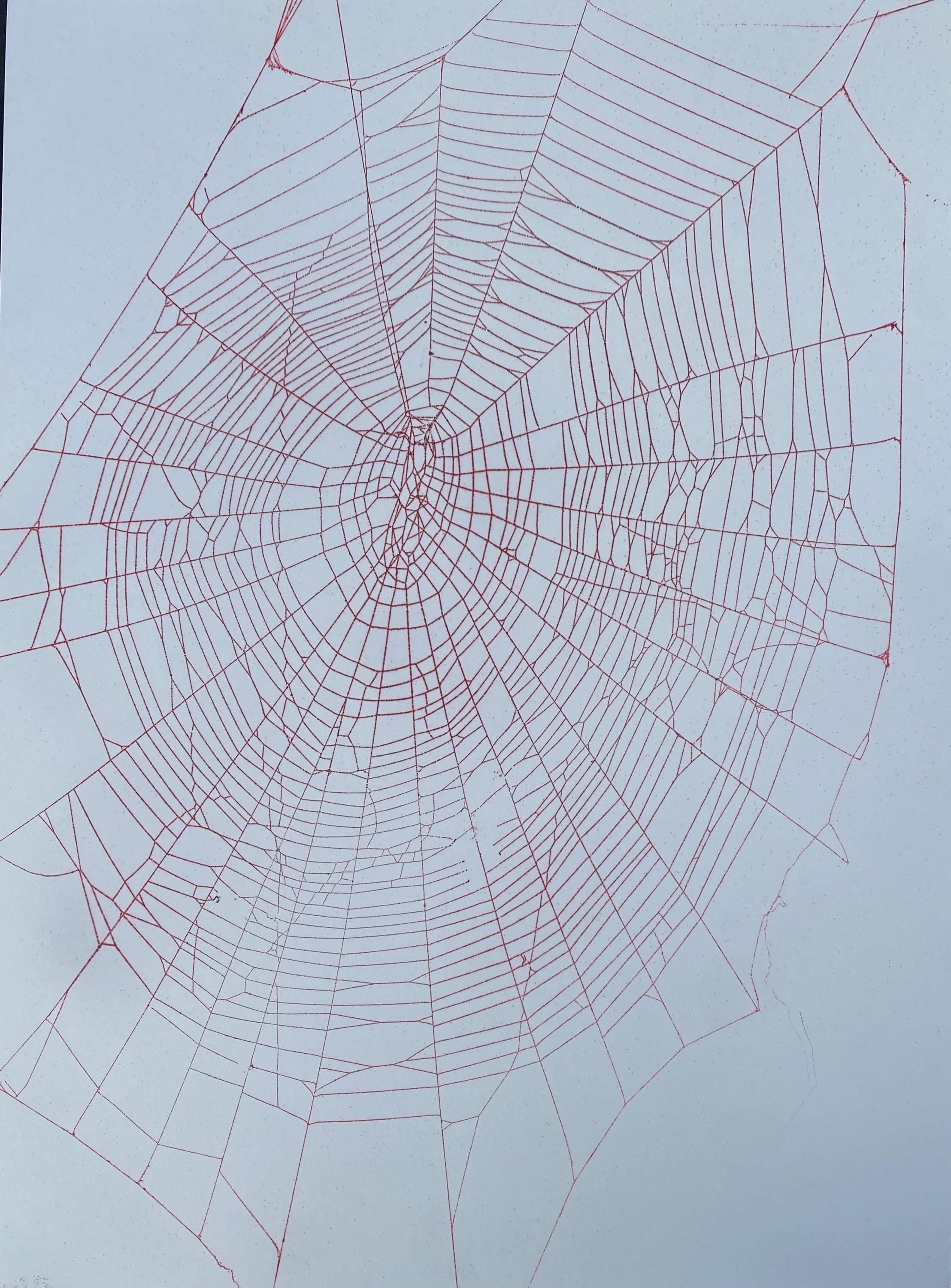 AUTHENTIC Orb Weaver Spider Web - 12 X 9 Preserved Spider Web for Craft ...
