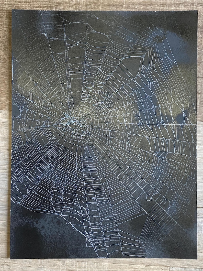 ORB WEAVER SPIDER - 12 X 9 Large Preserved Spider Web for Craft or ...