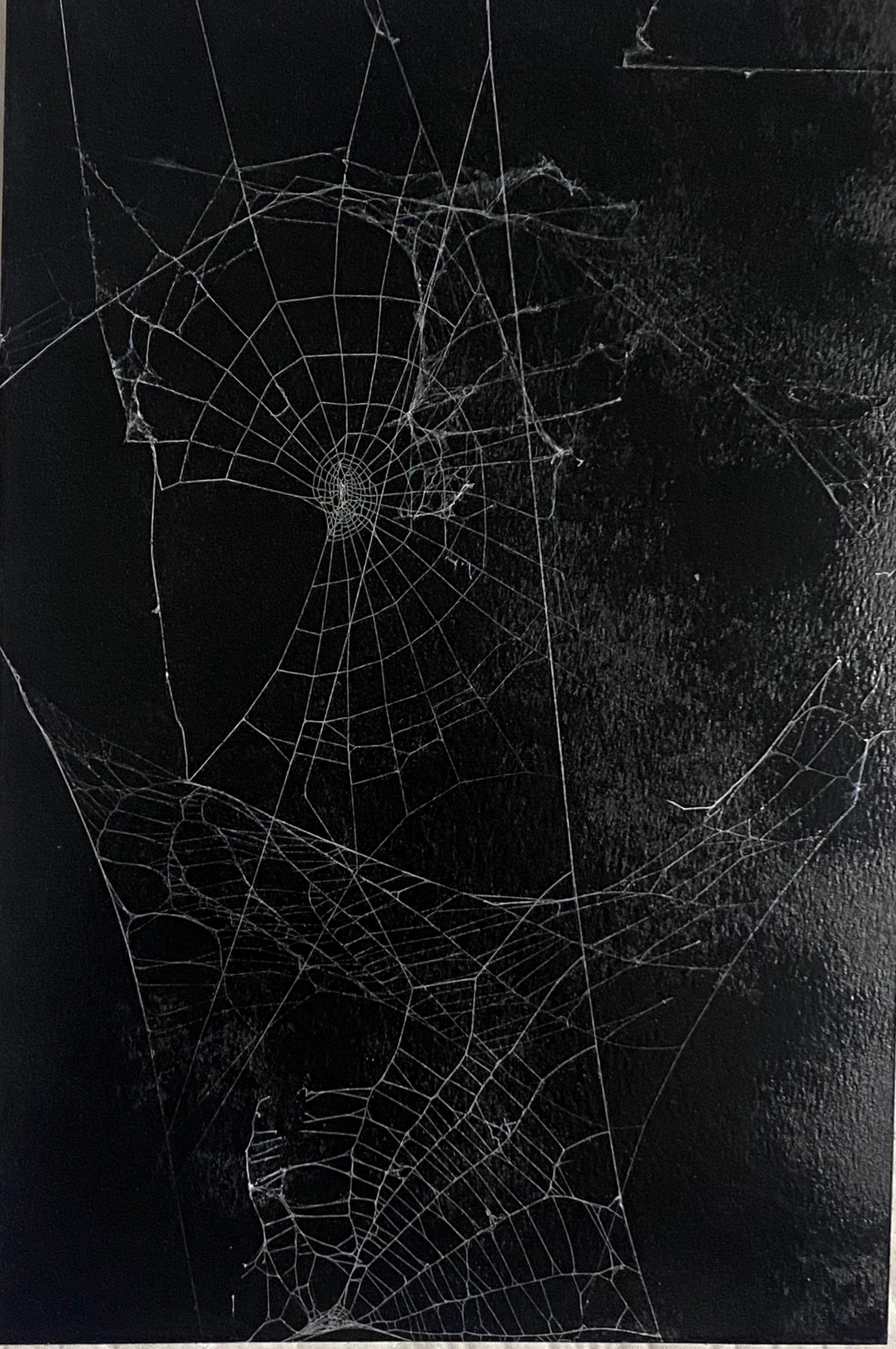 AUTHENTIC Orb Weaver Spider Web - Preserved Spider Web for Craft or ...