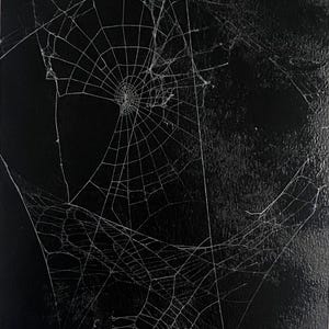 AUTHENTIC Orb Weaver Spider Web - Preserved Spider Web for Craft or ...
