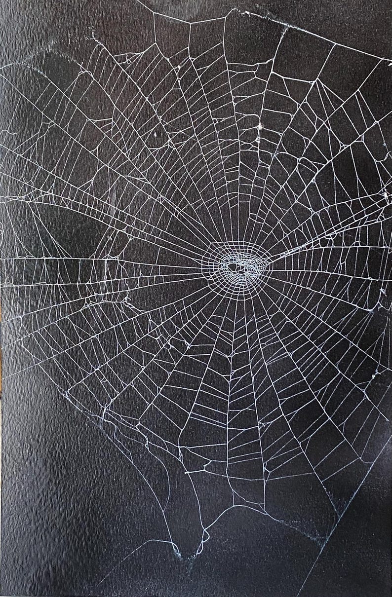 AUTHENTIC Orb Weaver Spider Web - Preserved Spider Web for Craft or ...