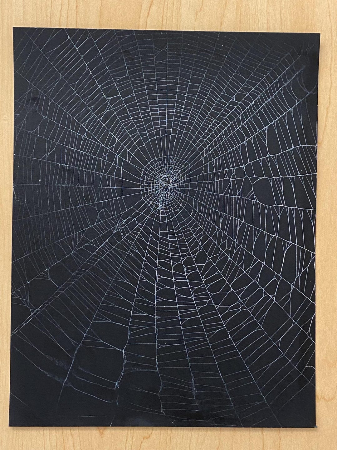 SPIDER WEBS - 11 X 8.5 Preserved Orb Weaver Spider Web for Craft or ...